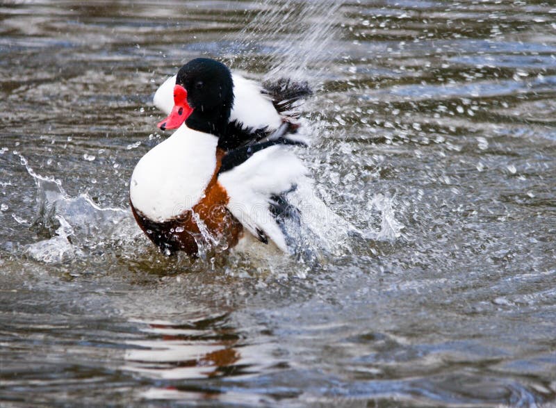 Shelduck Splashing in Water Stock Photo - Image of animals, water: 13118604