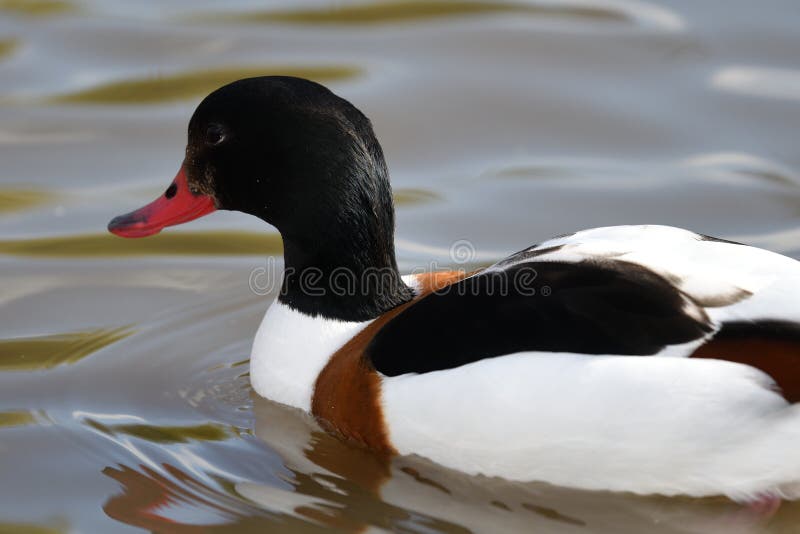 Shelduck in the water stock image. Image of male, bird - 113681175