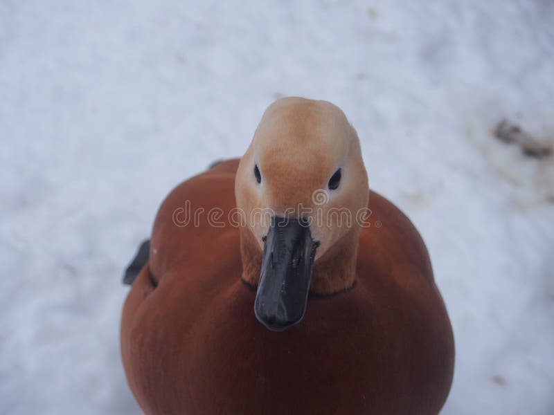 Shelducks. the Duck is Light Brown Stock Photo - Image of fine, natural ...