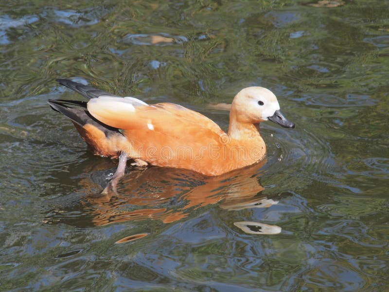 Duck with Light Brown To Dark Grey Feathers Standing on Soft Uncut ...