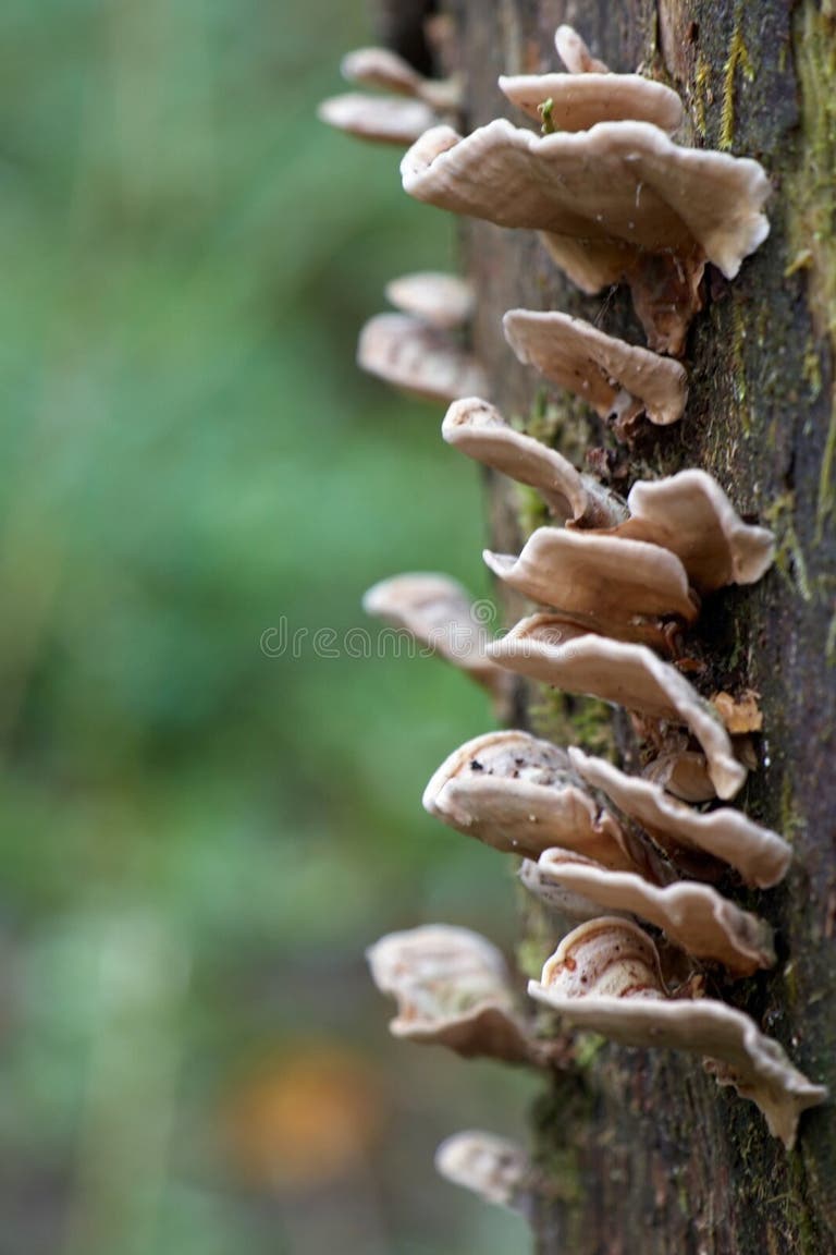 3,367 Shelf Fungi Stock Photos - Free & Royalty-Free Stock Photos from ...