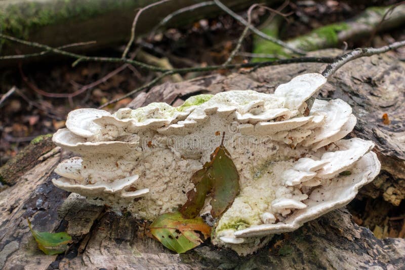Shelf Fungus, Also Called Bracket Fungus Growing on a Fallen Tree Stock ...