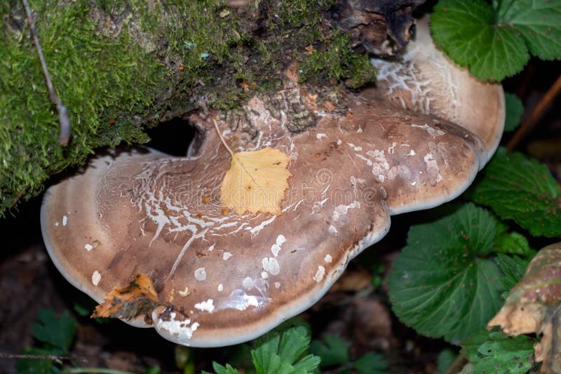 Shelf Fungus, Also Called Bracket Fungus Growing on a Fallen Tree Stock ...