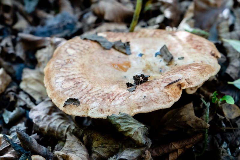 Shelf Fungus, Also Called Bracket Fungus Growing on a Fallen Tree Stock ...