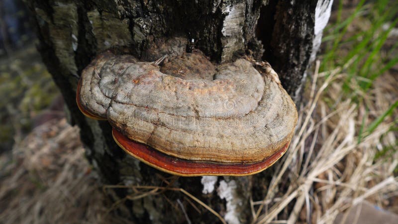 Shelf fungus on birch tree stock image. Image of mushroom - 70982029