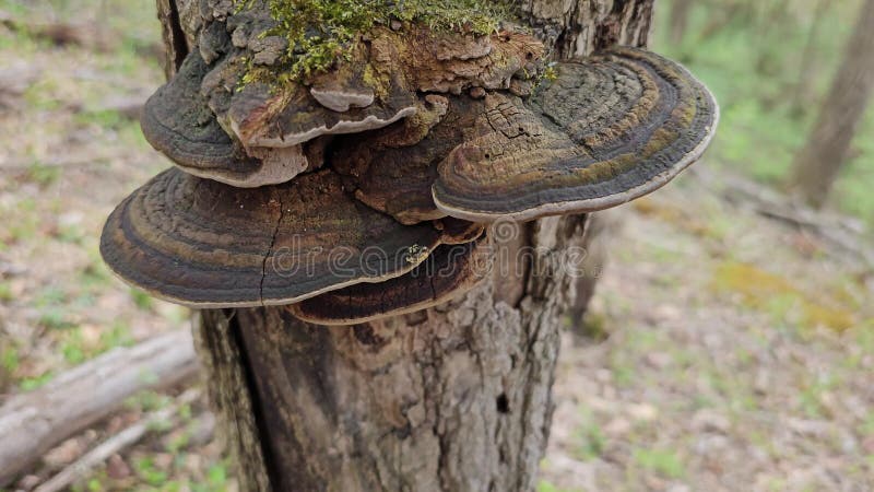 Tree Shelf Fungus stock photo. Image of tree, timber - 27197882