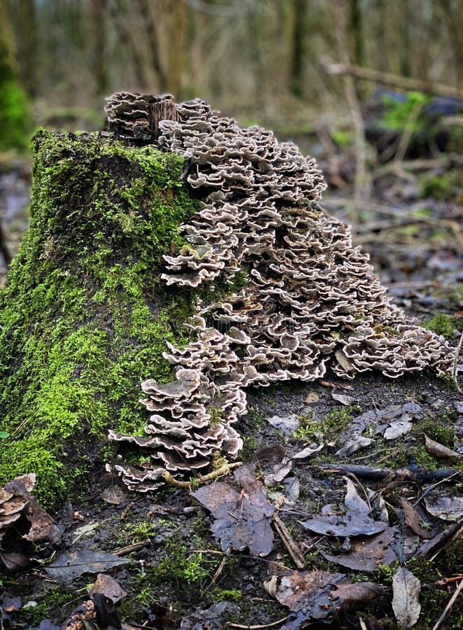 Shelf Fungus Stock Image Image Of Winter Nature Outdoor 167705015