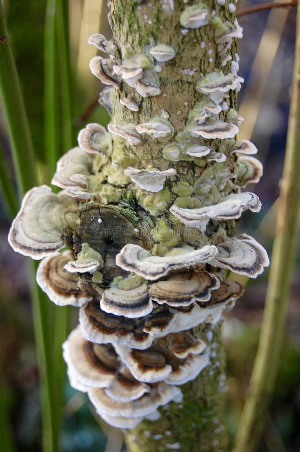 Shelf fungus on a tree stock photo. Image of green, fall - 83241506