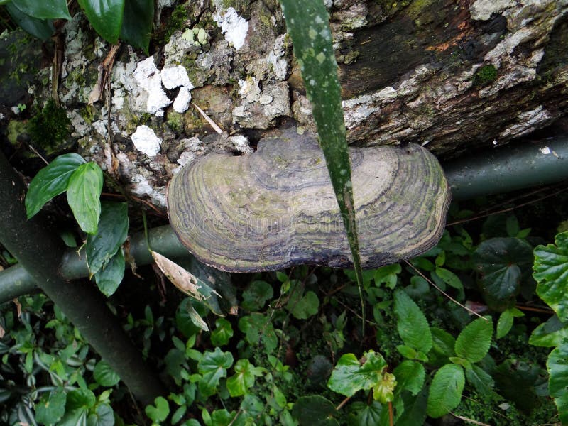 Shelf fungus on tree trunk stock image. Image of landscape - 374501263