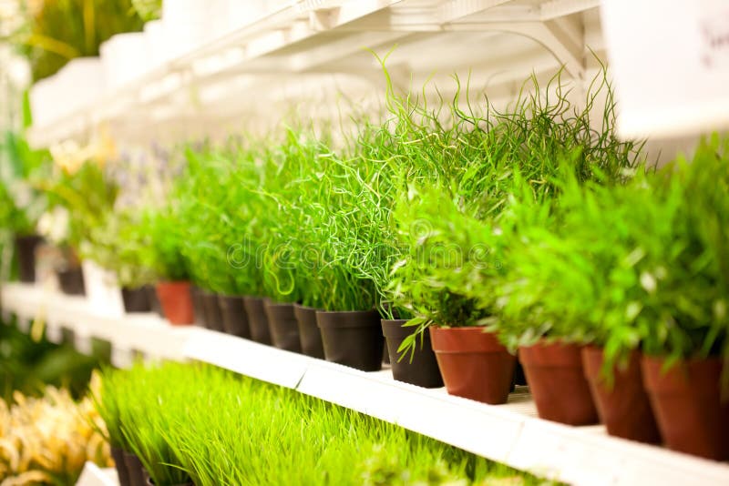 Shelf of Green Grass in Pots at Plants Store Stock Photo - Image of ...