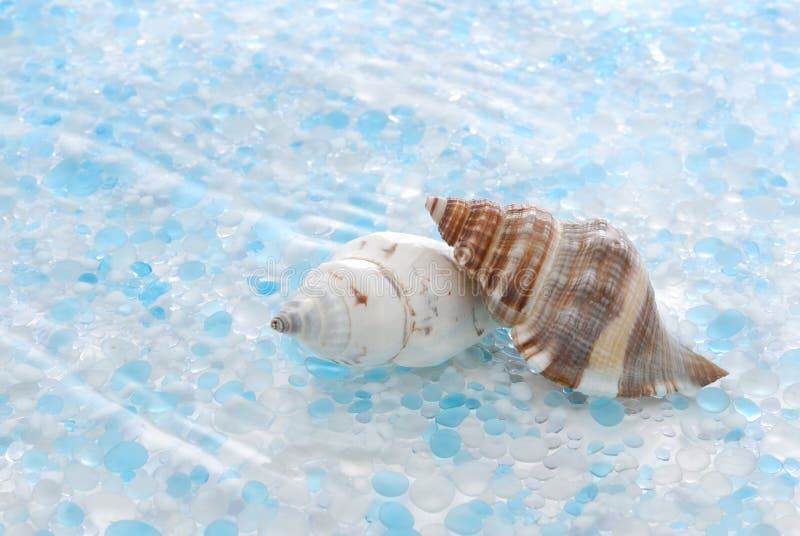 Shell stock image. Image of freshness, ripple, summer - 10227995