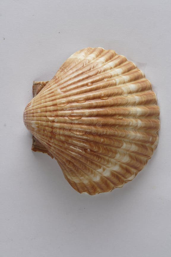 Shell stock photo. Image of ocean, waves, sand, surf, mineral - 1025670