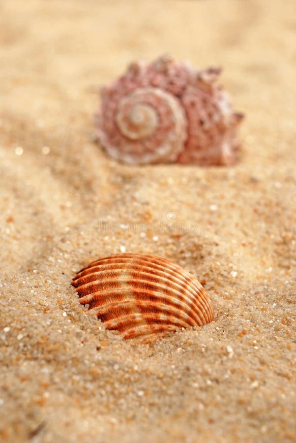 A sea shell stock image. Image of ocean, floor, marine - 20094189