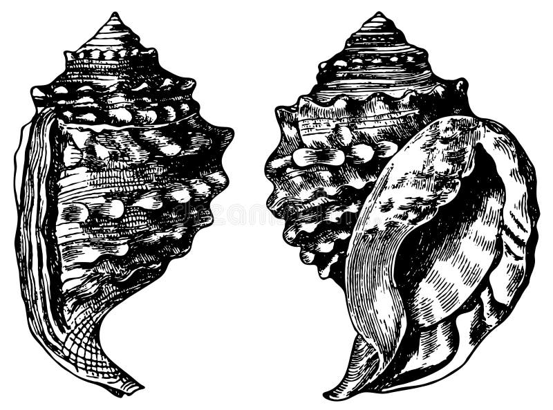 Money Cowrie Shell Illustration, Drawing, Engraving, Ink, Realistic ...