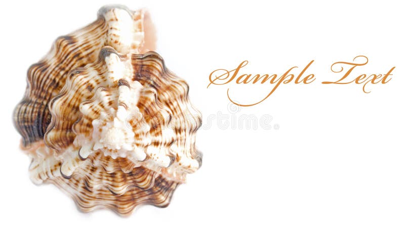 Shell stock image. Image of organism, spiral, aquatic - 10680789