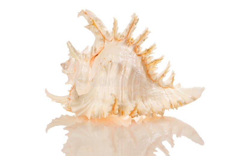 Single Beautiful Sea Shell Isolated Stock Photo - Image of shell ...