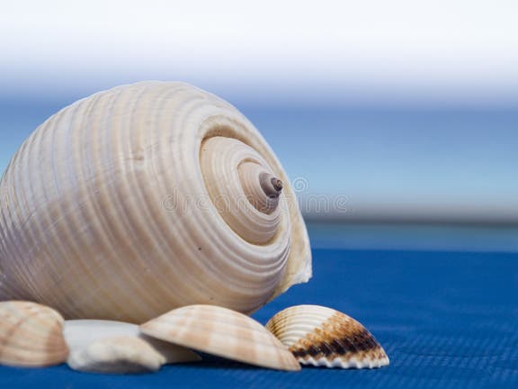 560 Greek Shells Stock Photos - Free & Royalty-Free Stock Photos from ...