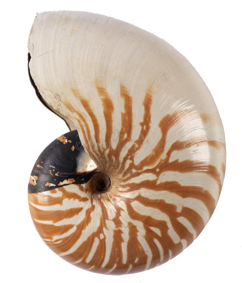 Shell stock photo. Image of ocean, color, rude, sailor - 11100106