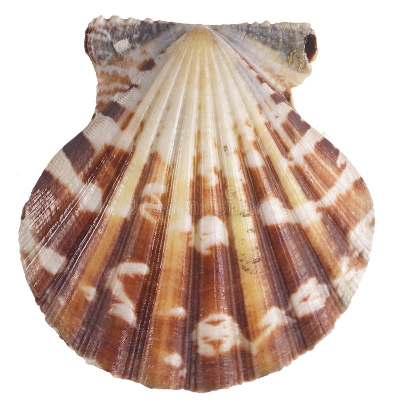 Shell stock photo. Image of sailor, shell, ocean, snail - 11100194