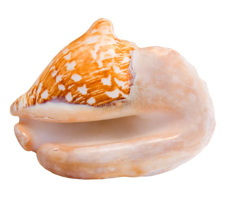 Crab Shell stock image. Image of nature, white, food - 12769149