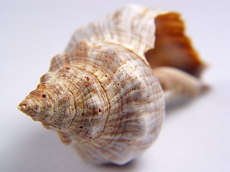 Sea Shell stock image. Image of shell, ocean, conk, oyster - 256143