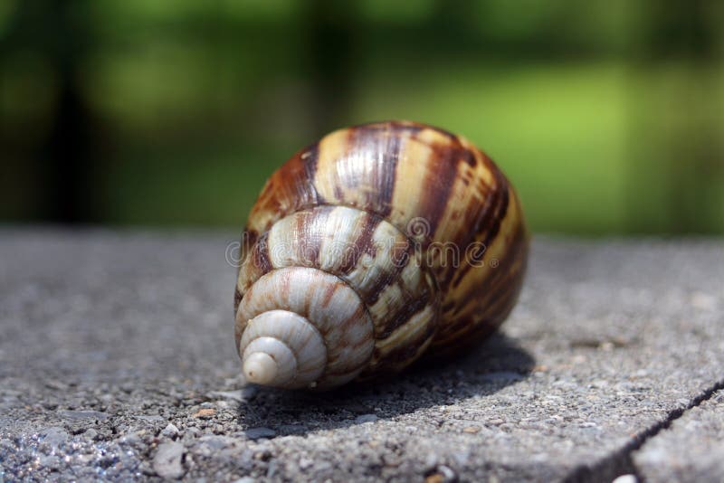 Shell stock photo. Image of green, mollusc, spiral, stripes - 12135722