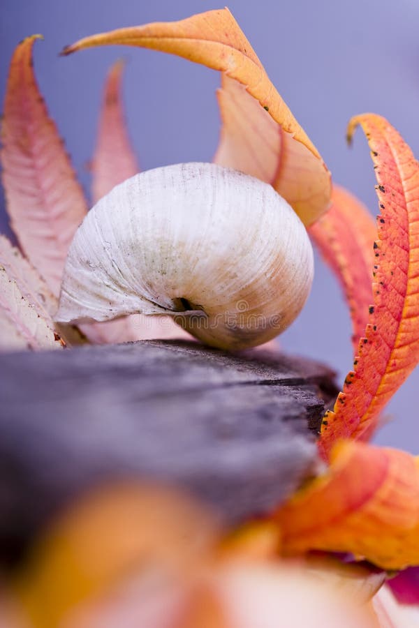 Shell stock image. Image of autumn, shell, wood, leaves - 12182369