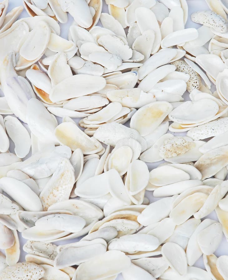 Shell stock photo. Image of shell, design, texture, reef - 12357100