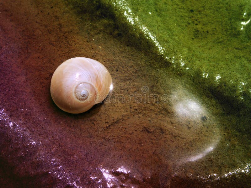 Shell stock photo. Image of surface, pattern, sparkle - 12502002