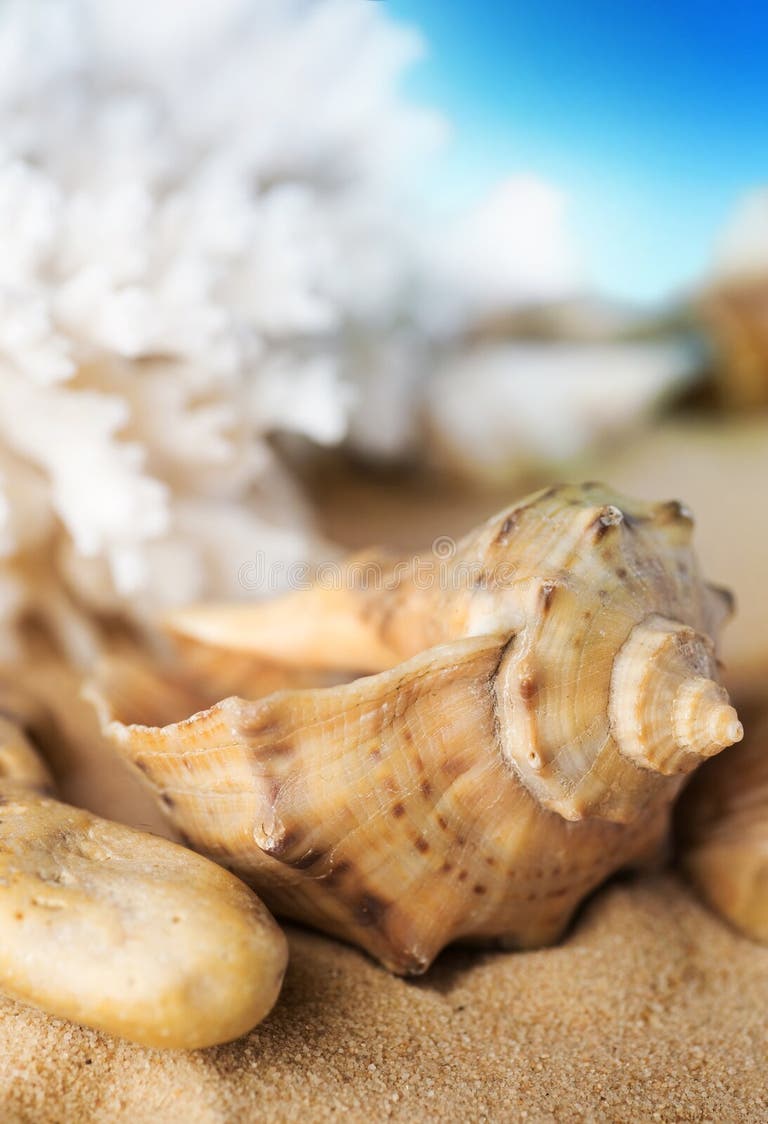 240 Curved Shells Stock Photos - Free & Royalty-Free Stock Photos from ...