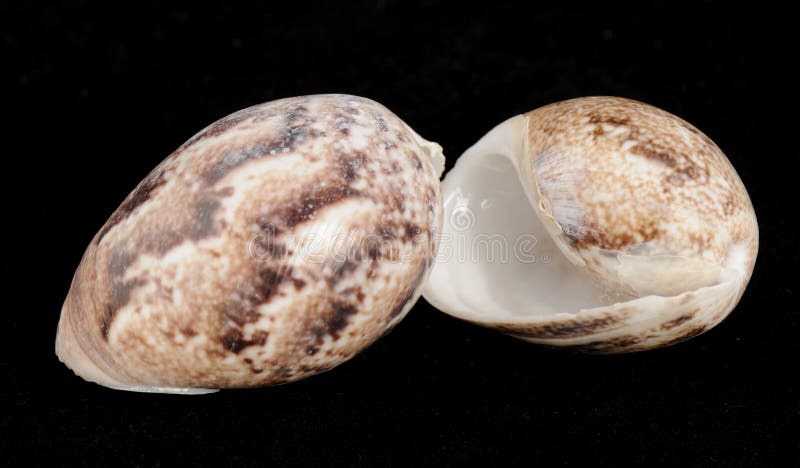 Shell stock photo. Image of knack, trinket, interior - 12636666