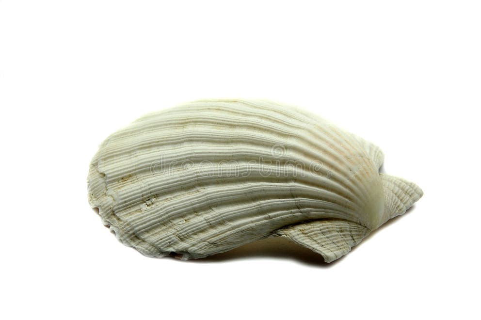 Shell stock photo. Image of shell, shellfish, animal, collection - 1340086