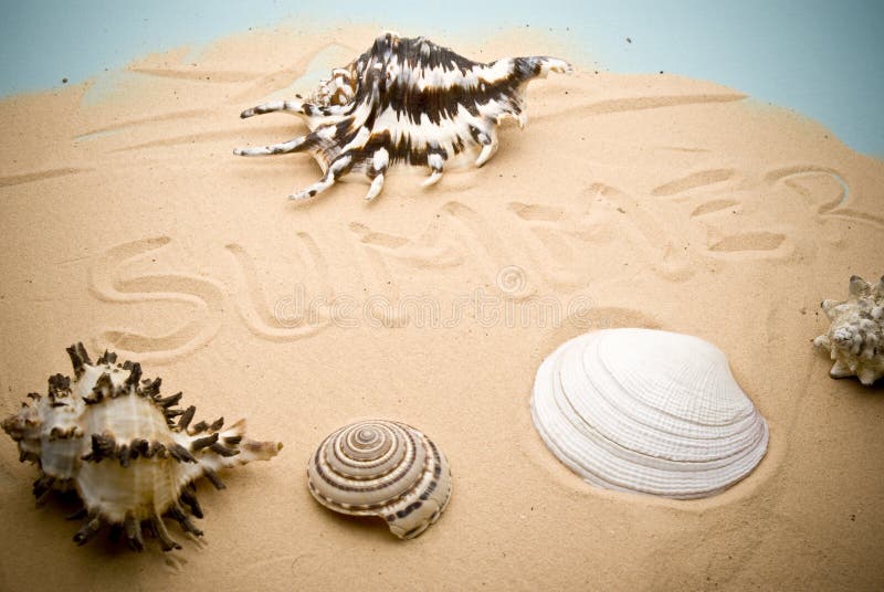 Shell imagen de archivo. Imagen de cubo, fondo, mecanografiado - 13528193