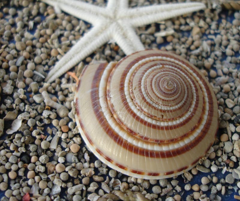 Shell Picture. Image: 1399002