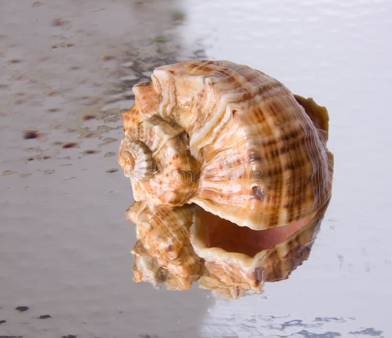 Shell stock photo. Image of relax, seashell, shell, nature - 14145226