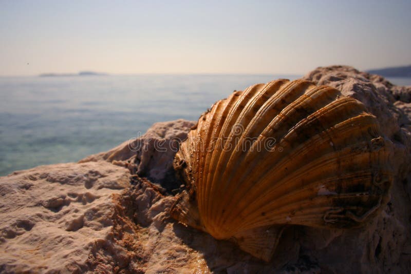 Shell stock image. Image of clamp, heat, vacation, croatia - 14405775