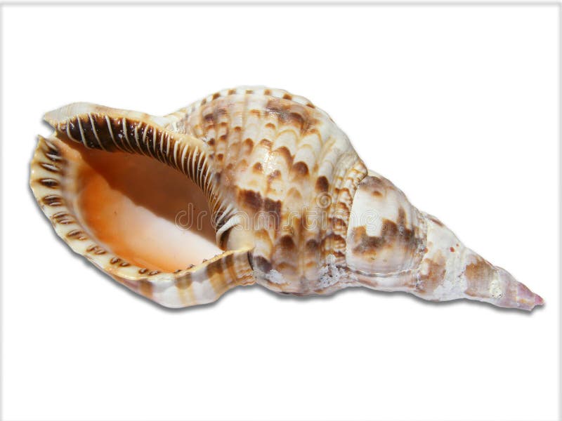 Shark tooth stock photo. Image of archaeology, nature - 9633486