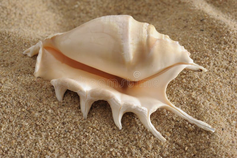 Sunny beach stock image. Image of coast, resort, seascape - 14169875