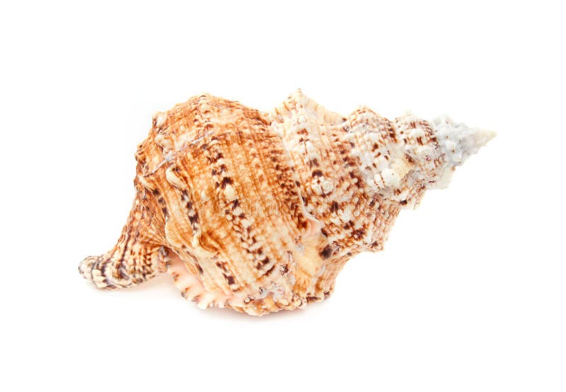 Shell stock foto. Image of volledig, schelp, achtergronden - 15452318