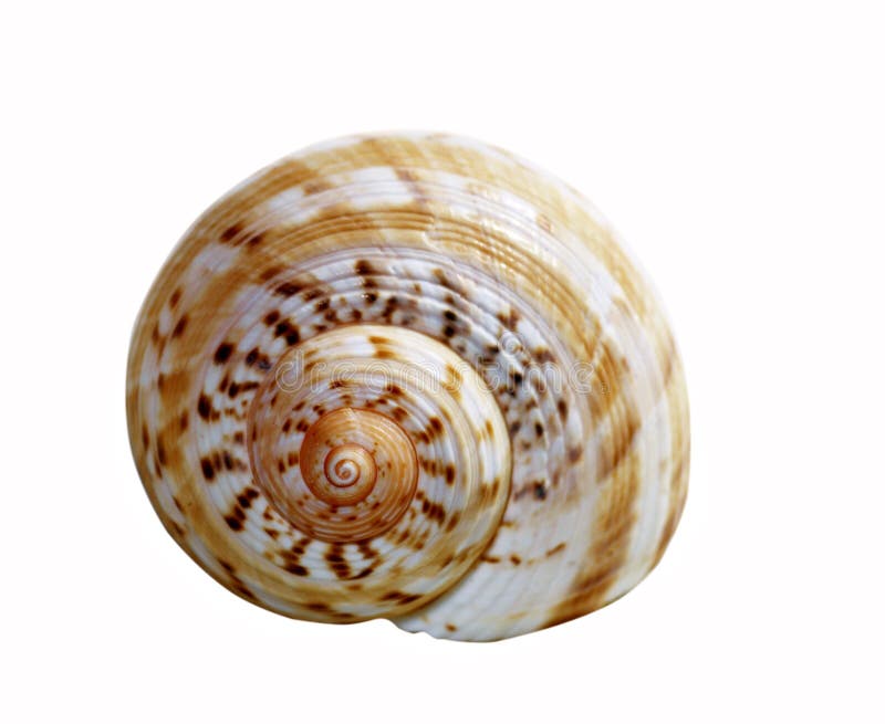 Shell stock photo. Image of revolve, shell, quiet, ocean - 15722204