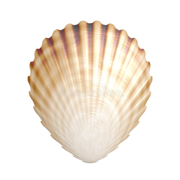 Isolated Scallop Shell Stock Illustrations – 15,362 Isolated Scallop ...