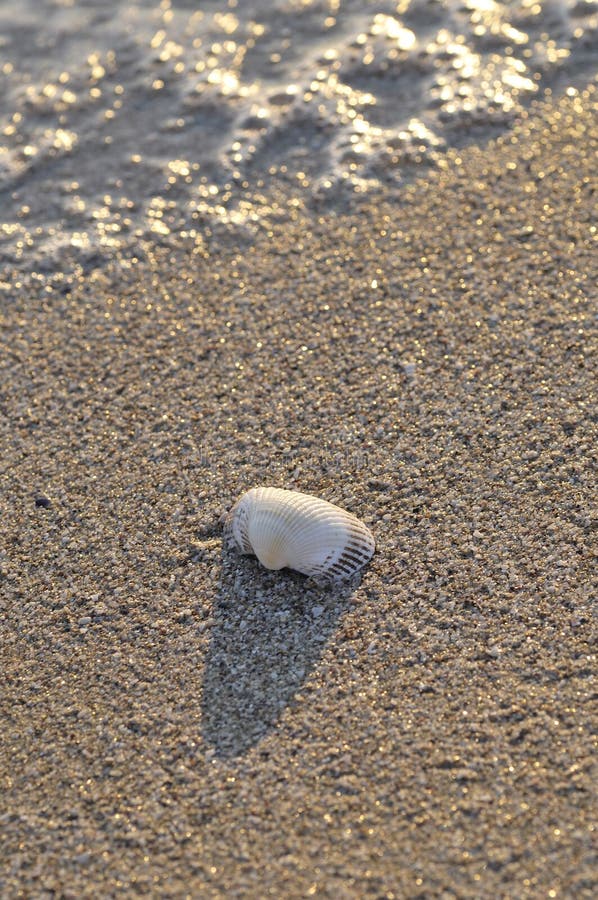 Shell stock image. Image of coastline, brilliance, shore - 16106125