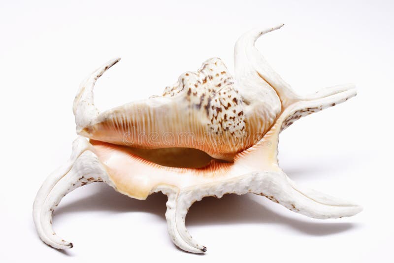 Shell stock photo. Image of ocean, conch, fossil, coral - 16175834