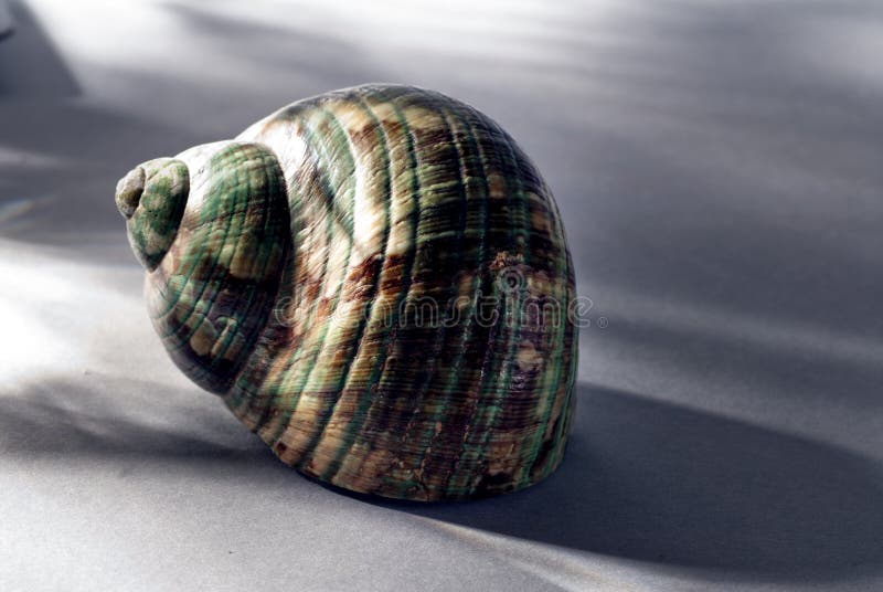 Shell stock photo. Image of snail, mollusk, gastropods - 16668056