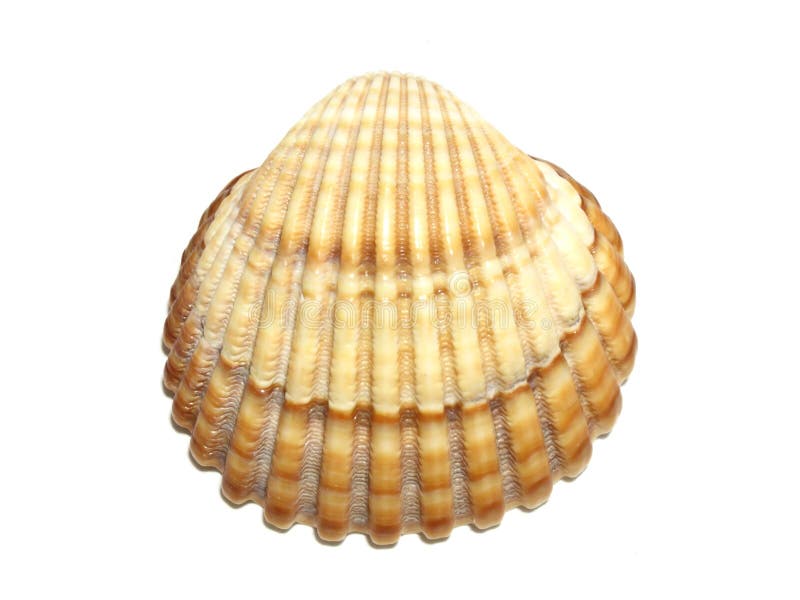 Shell stock photo. Image of ocean, waves, sand, surf, mineral - 1025670