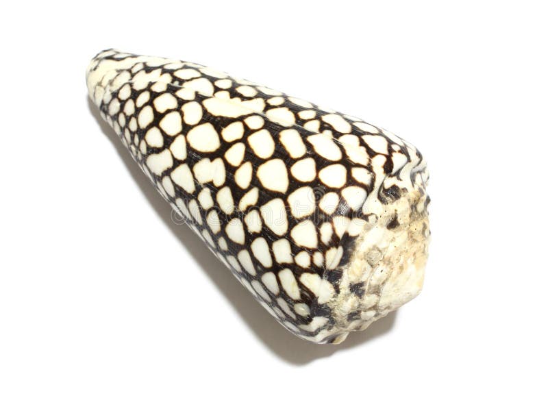 Guam Sea shell stock photo. Image of seashell, objects - 1041692