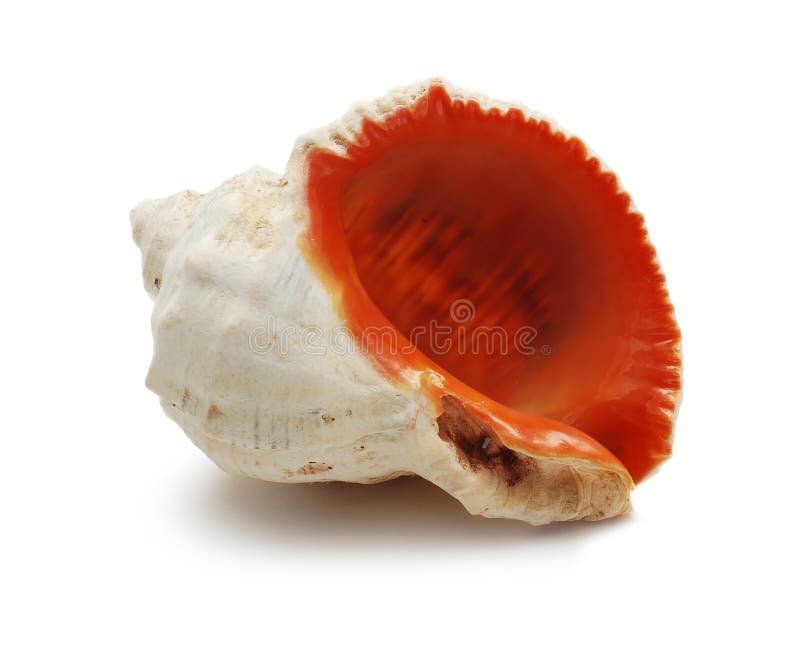 Shellfish stock image. Image of isolated, travel, aqua - 11618893