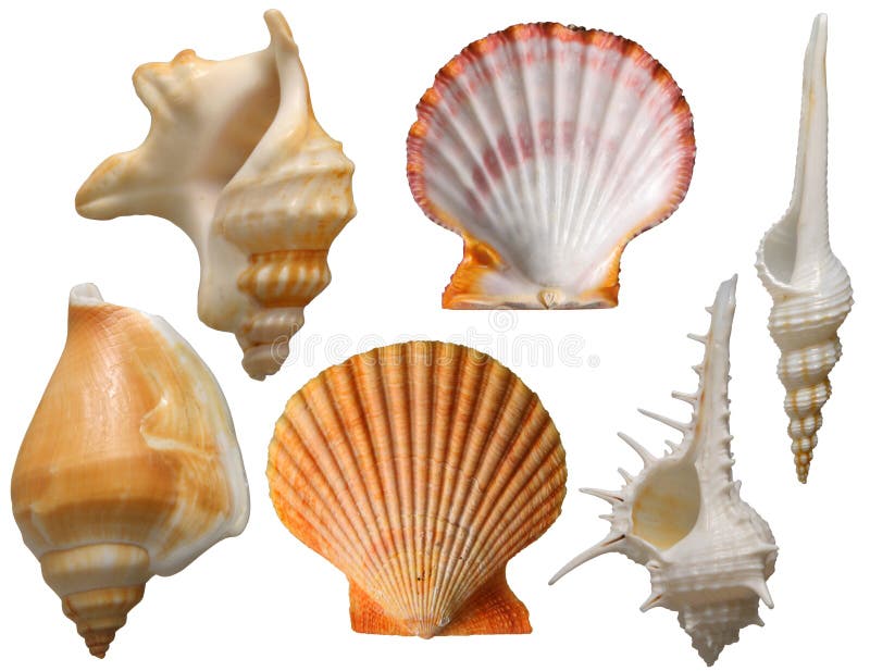Shell. stock photo. Image of isolated, objects, science - 18156186