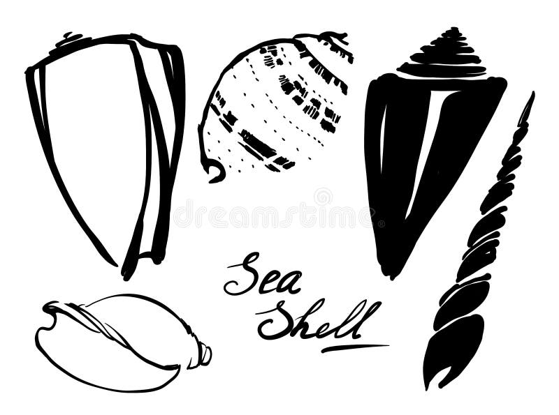 Seashell Ink Drawn Set Vector Stock Illustration - Illustration of ...