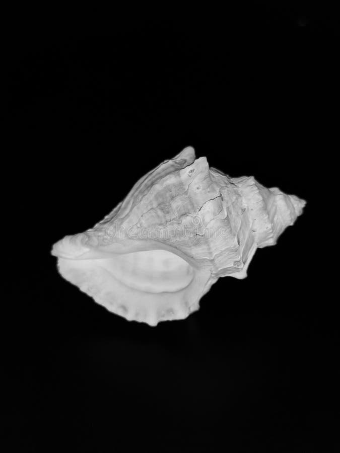 Black and White Seashell Beach Stock Image - Image of sketch, drawing ...